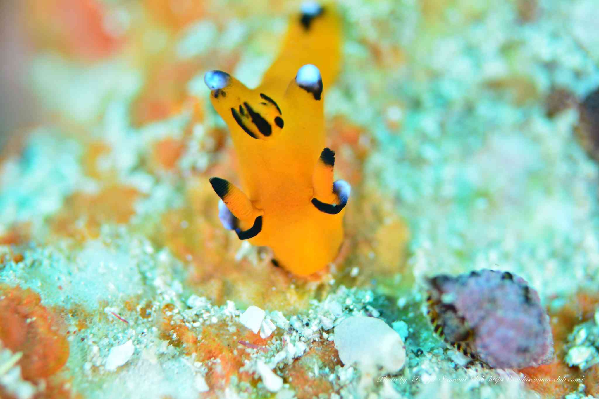 Observing Macro creatures | 串本でのダイビングは南紀シーマンズクラブ