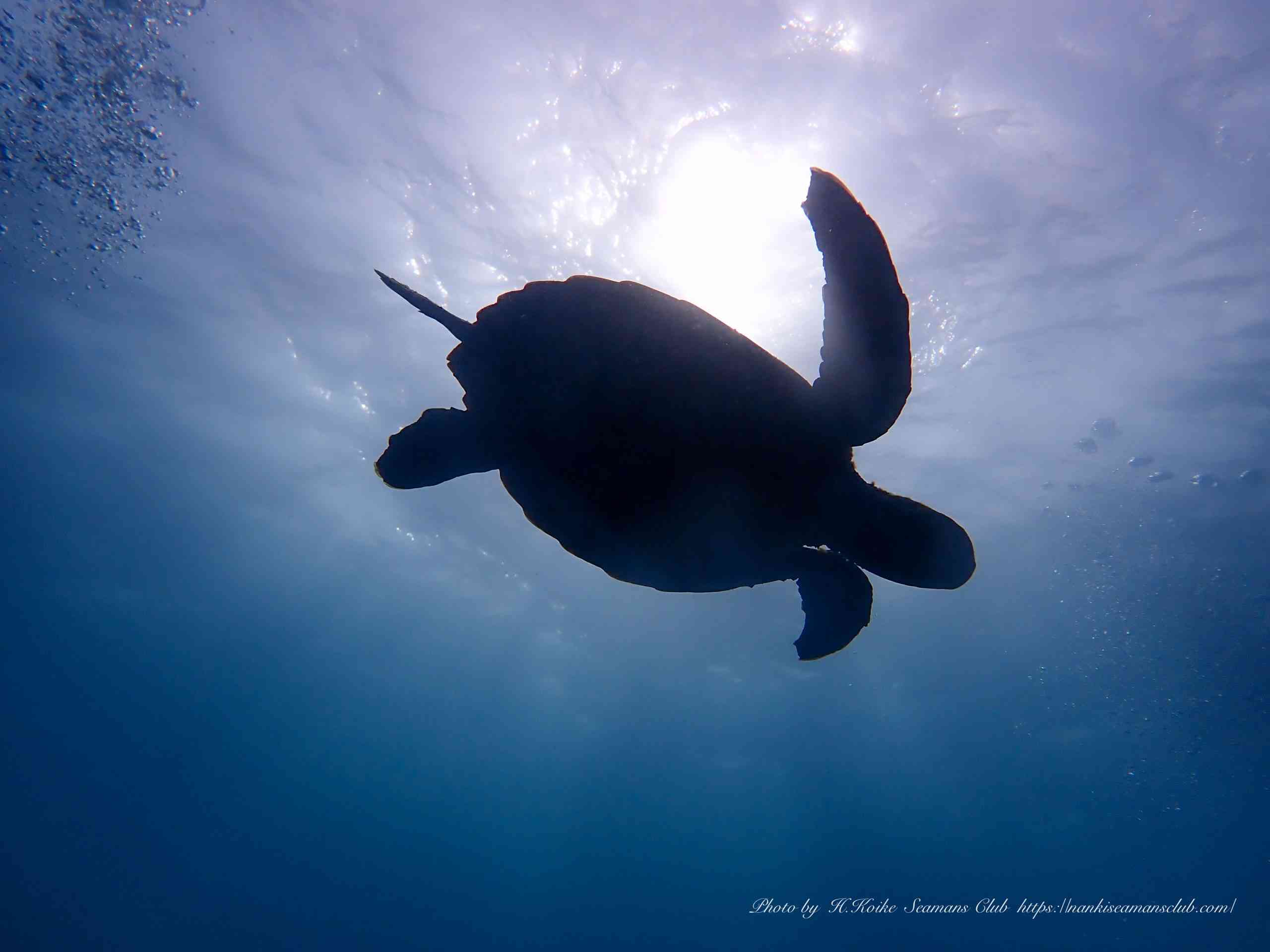 sea turtle shadow | 串本でのダイビングは南紀シーマンズクラブ