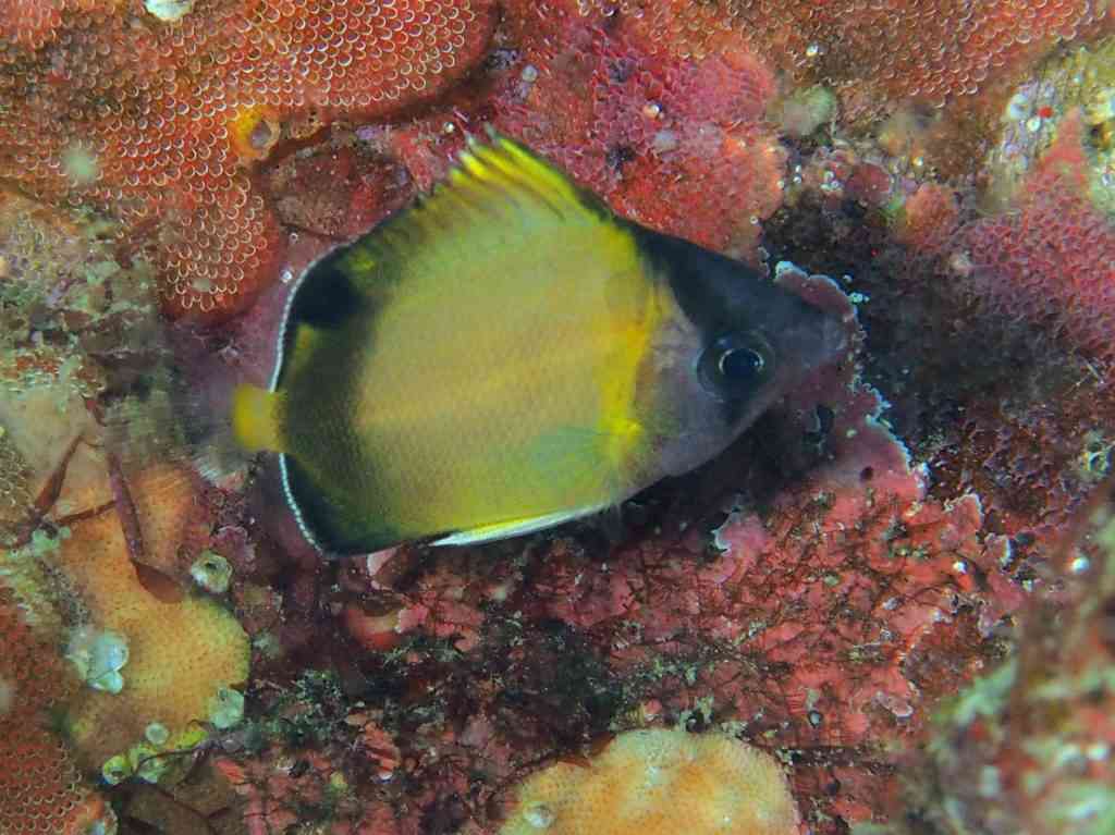 I went to two dives to meet underwater macro creatures | 串本でのダイビングは南紀シー ...